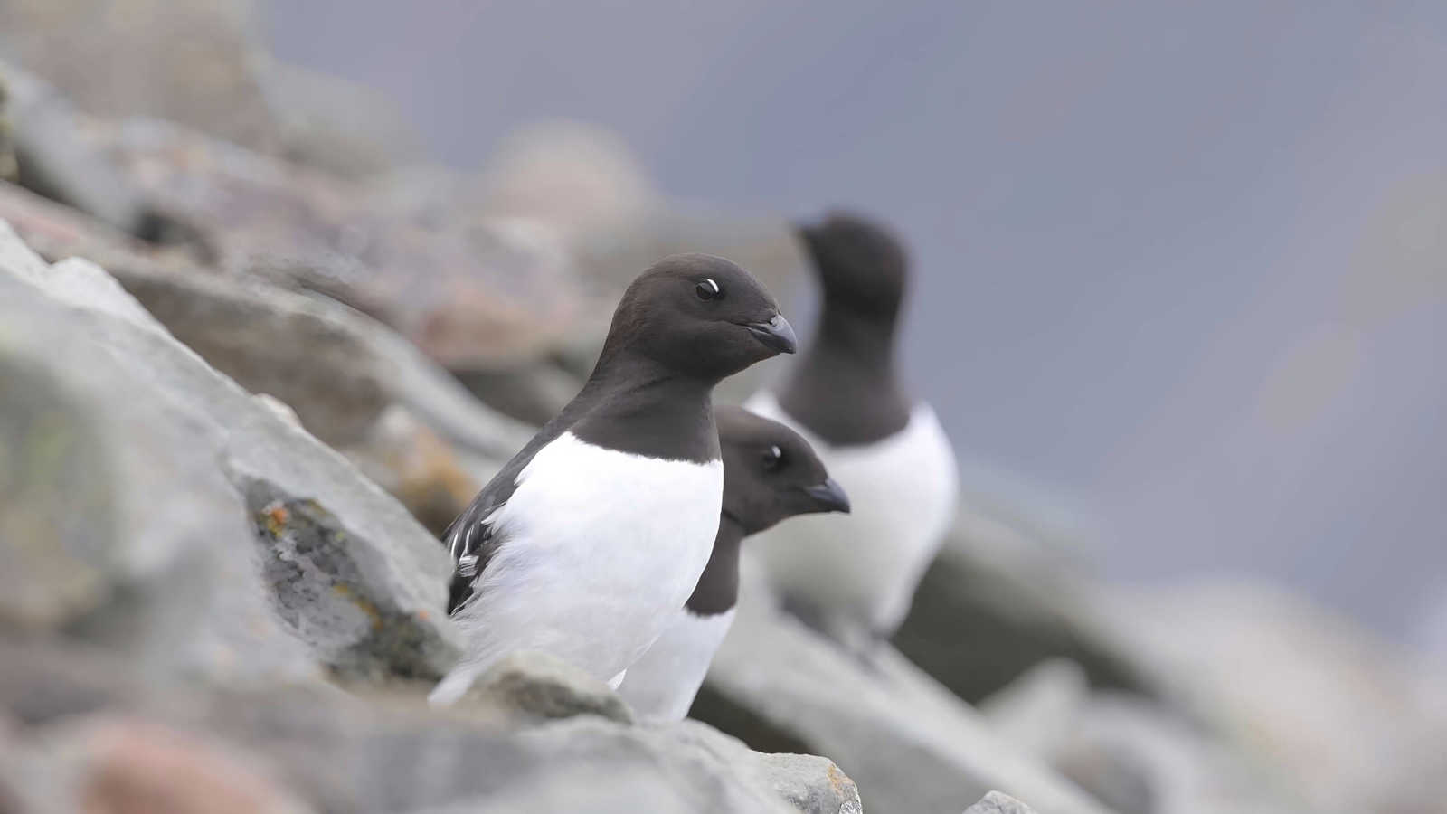 Svea Glacier | Kandoo Adventures