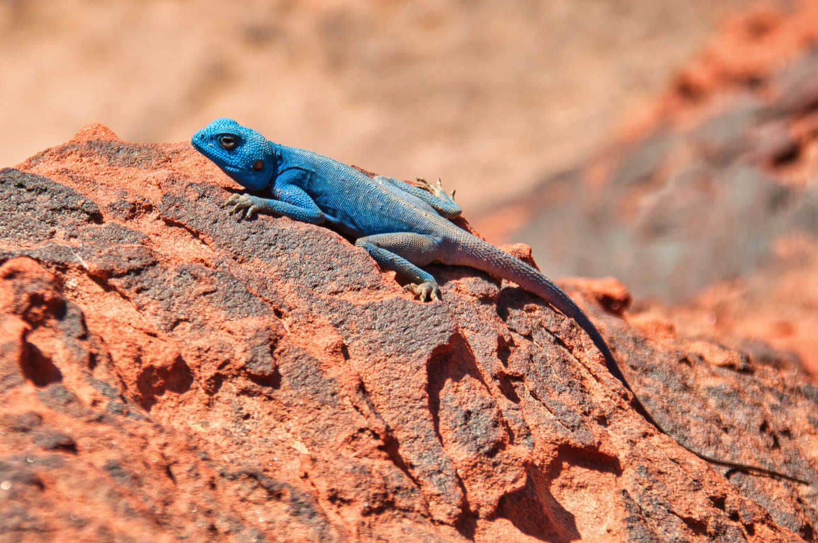 Ultimate Jordan Trek | Kandoo Adventures