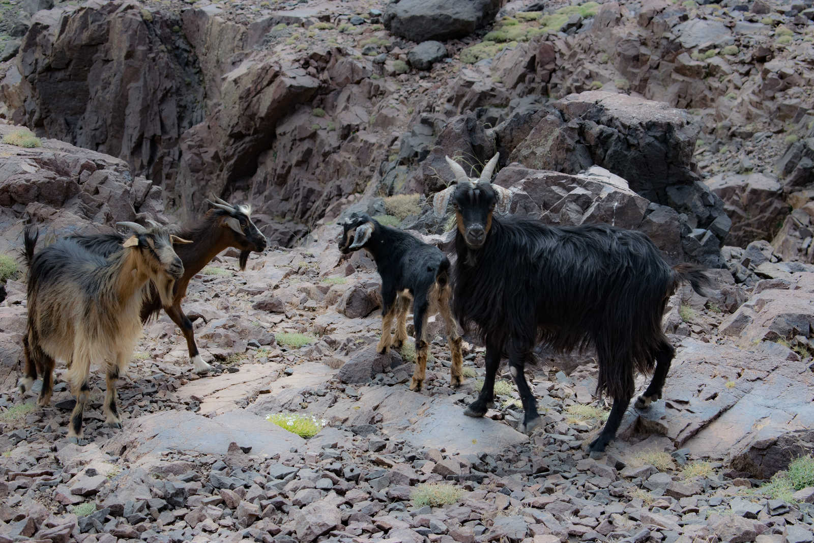 Mount Toubkal The Short Way | Kandoo Adventures