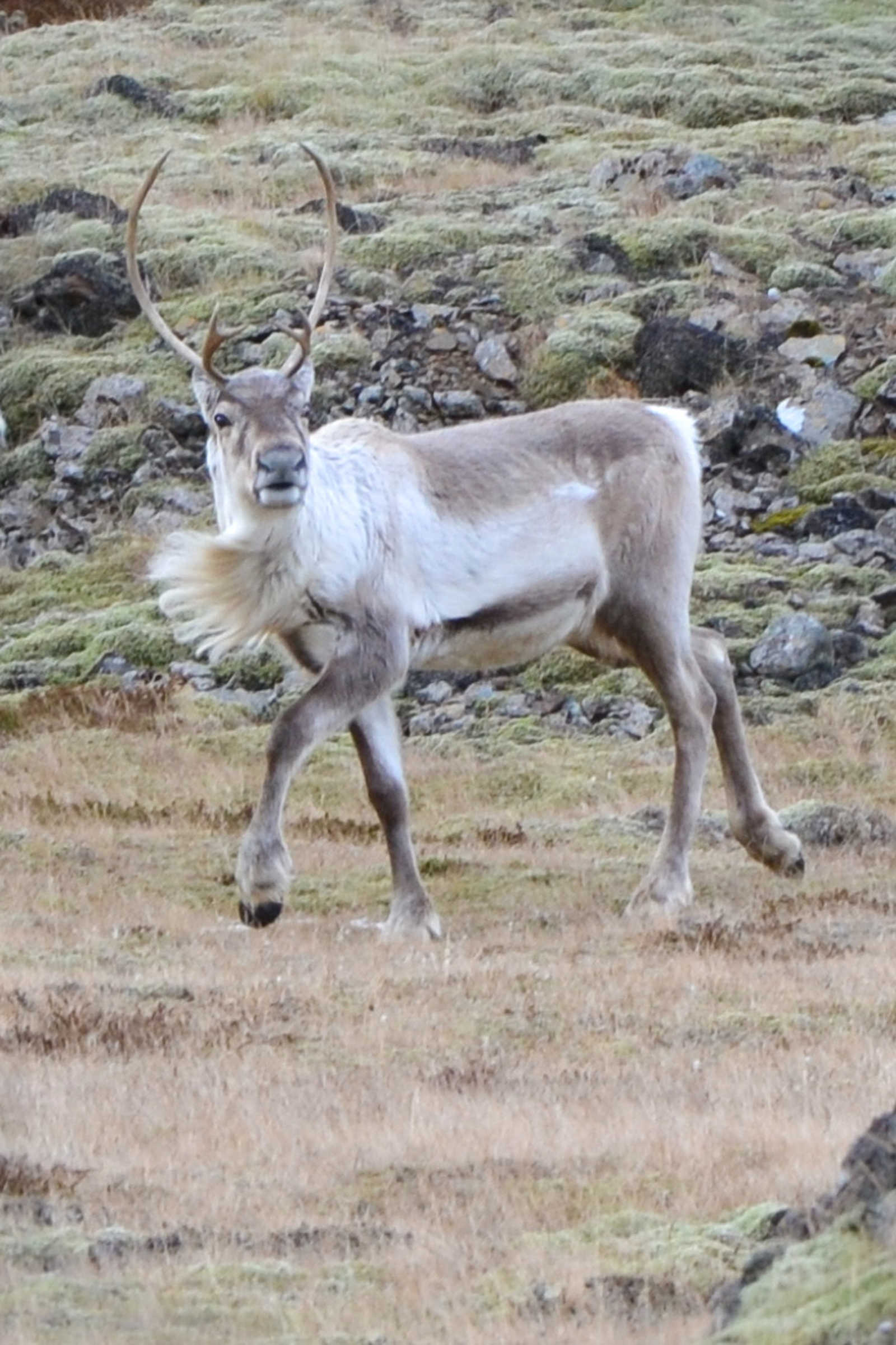 Iceland Adventure Travel Guide | Kandoo Adventures