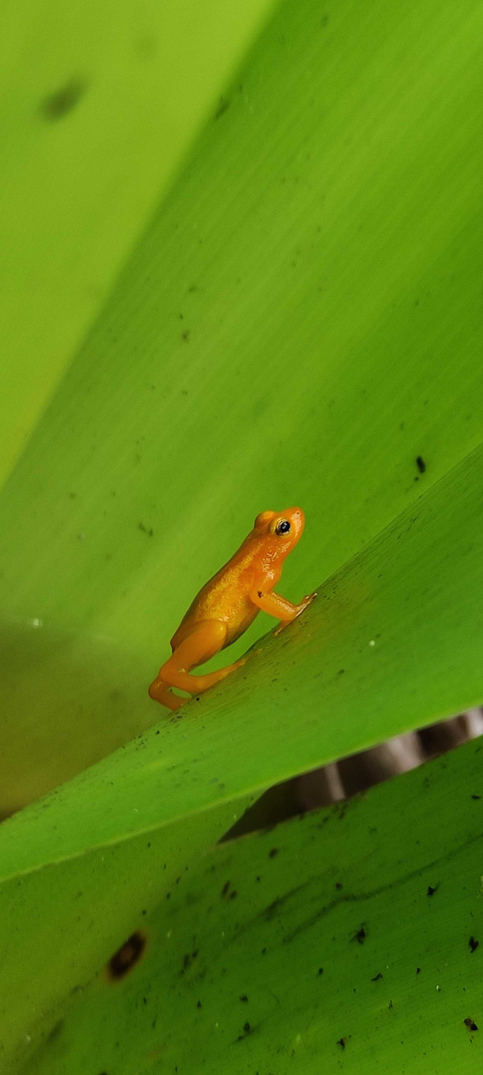 Trek the Tepuis | Kandoo Adventures