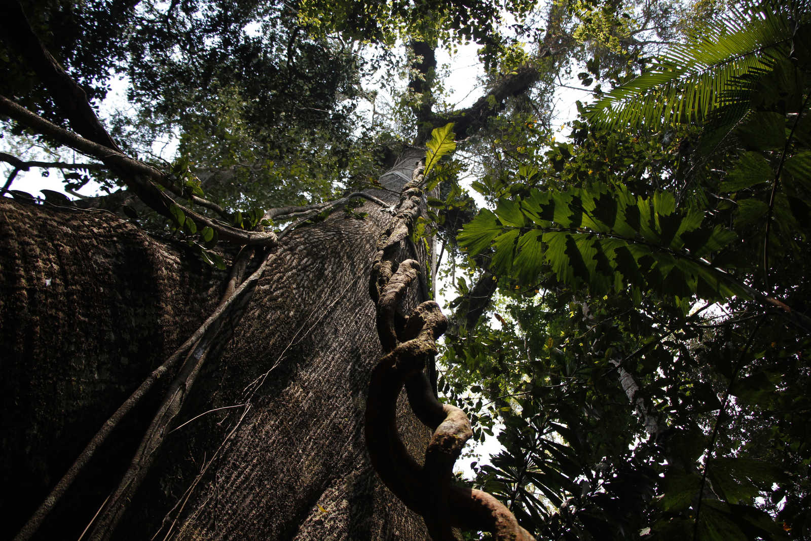 Amazon Adventure | Kandoo Adventures