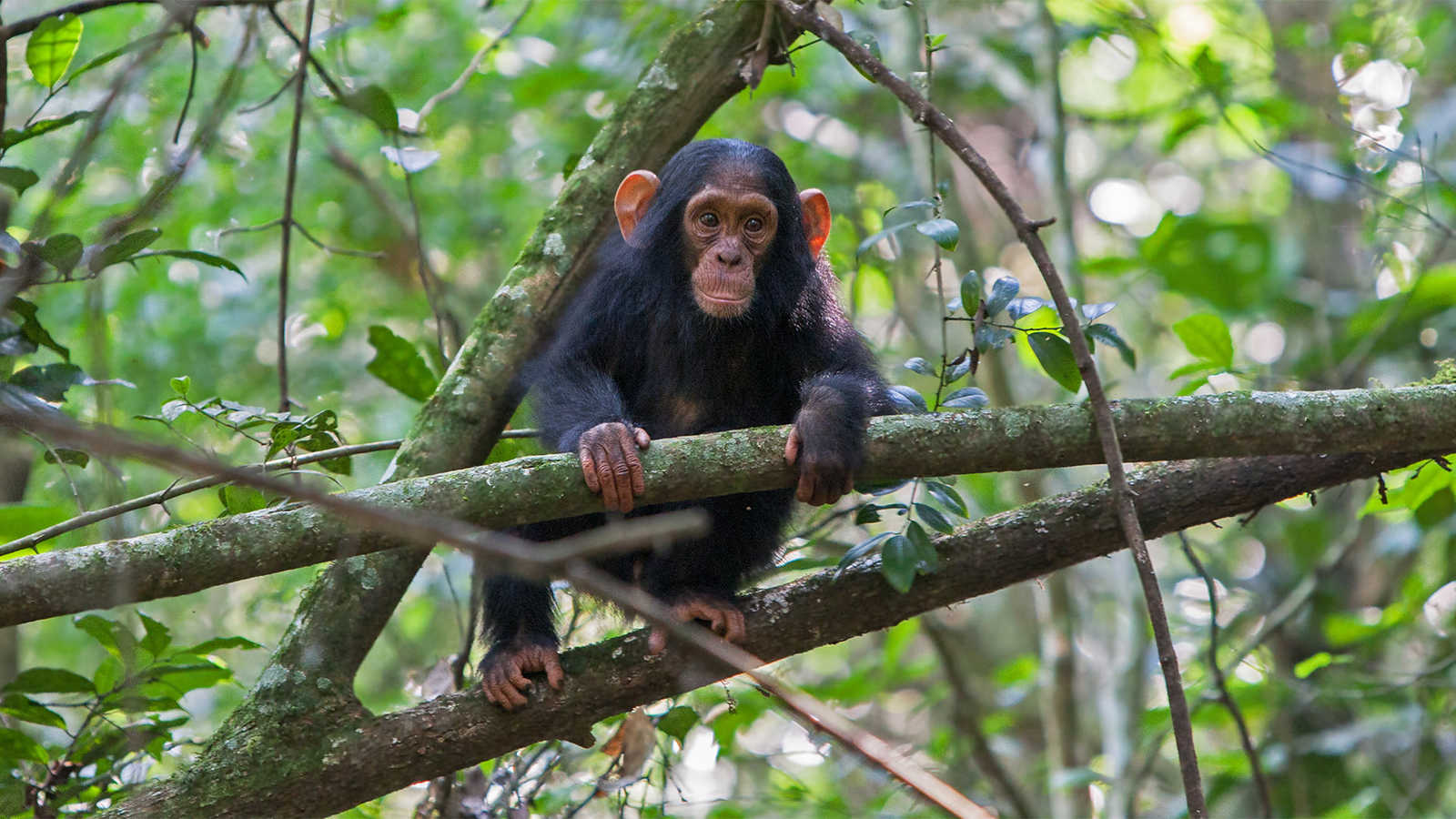 Gorilla Trek Uganda | Kandoo Adventures