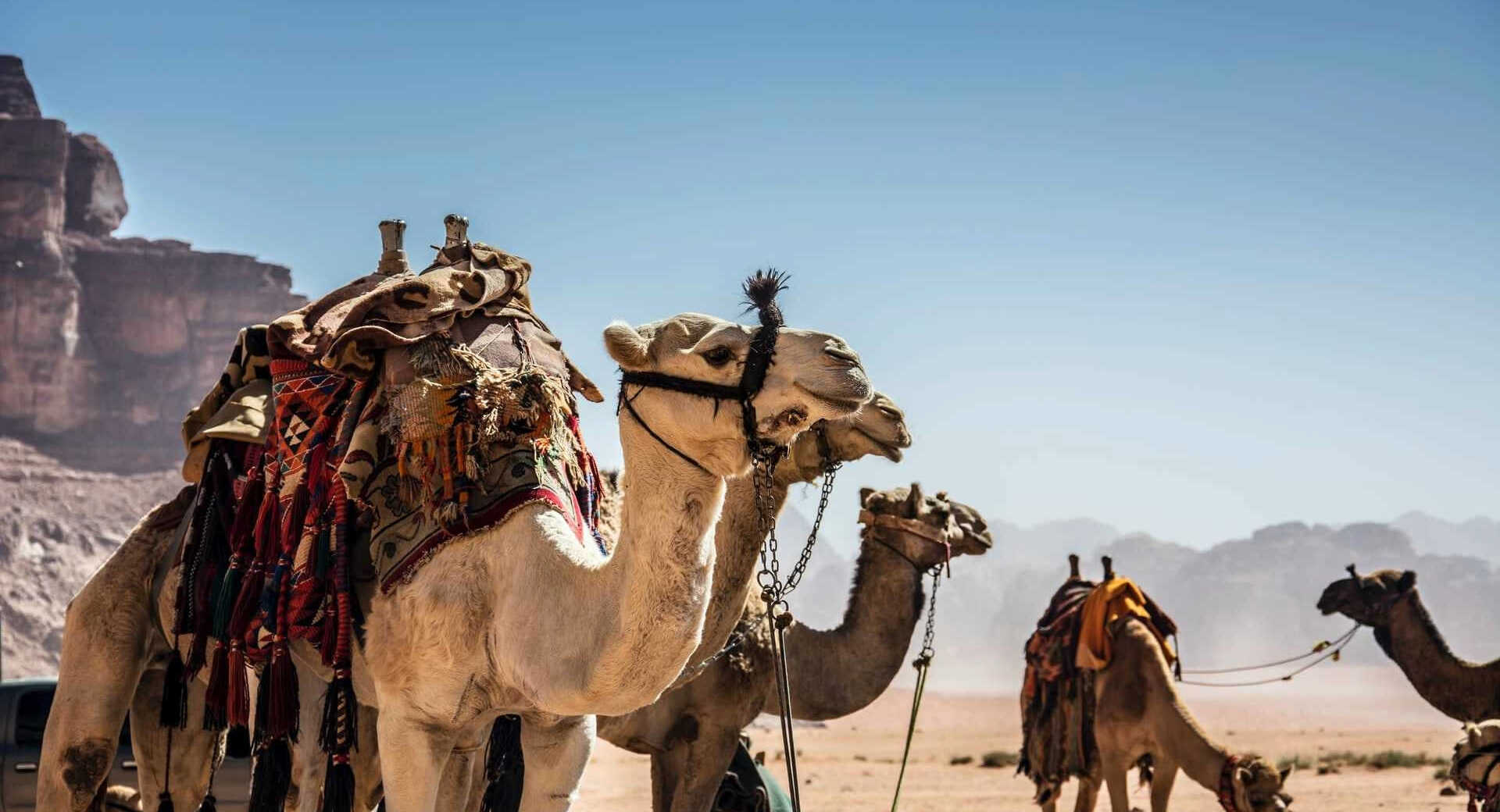 Ultimate Jordan Trek | Kandoo Adventures